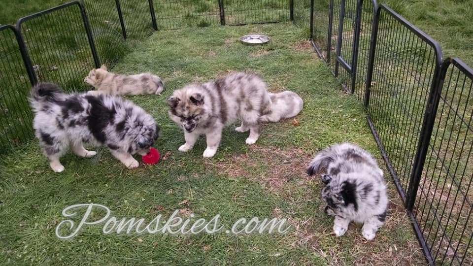 Pomsky Lifespan | Age Information and Facts : Pomskies